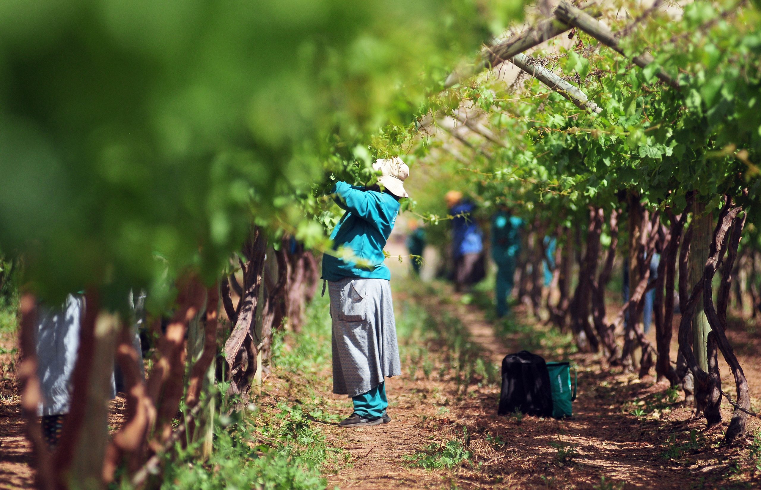 What small scale producers can expect from Korea table grape deal — Vutivi