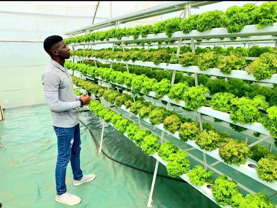 Hydroponic Farms In South Africa