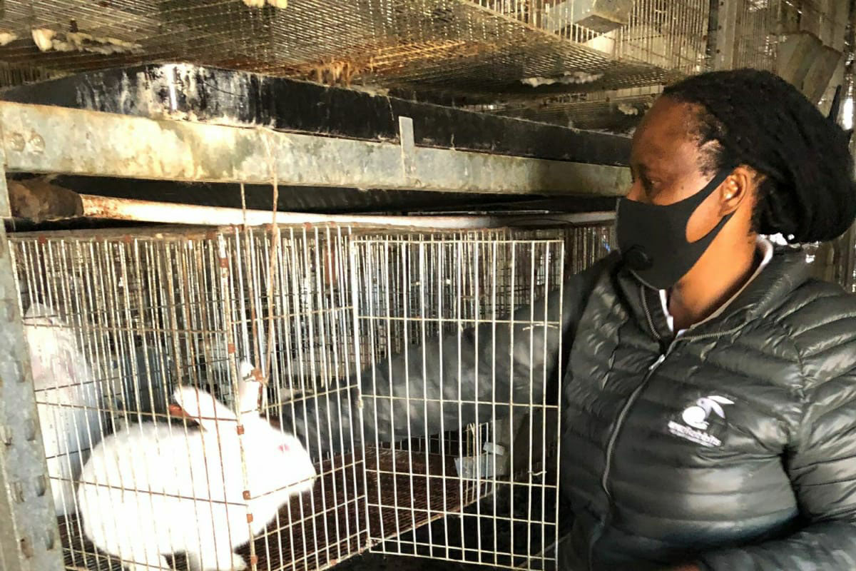 Rabbit farming expert says the time is ripe to expand the sector Vutivi