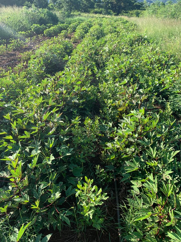 Makhale says farming moringa is a divine calling — Vutivi