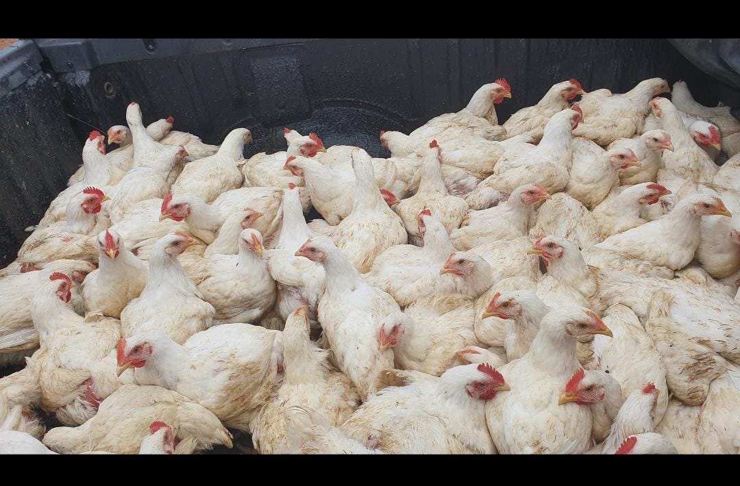 Poultry farm finds creative ways to weather load-shedding — Vutivi