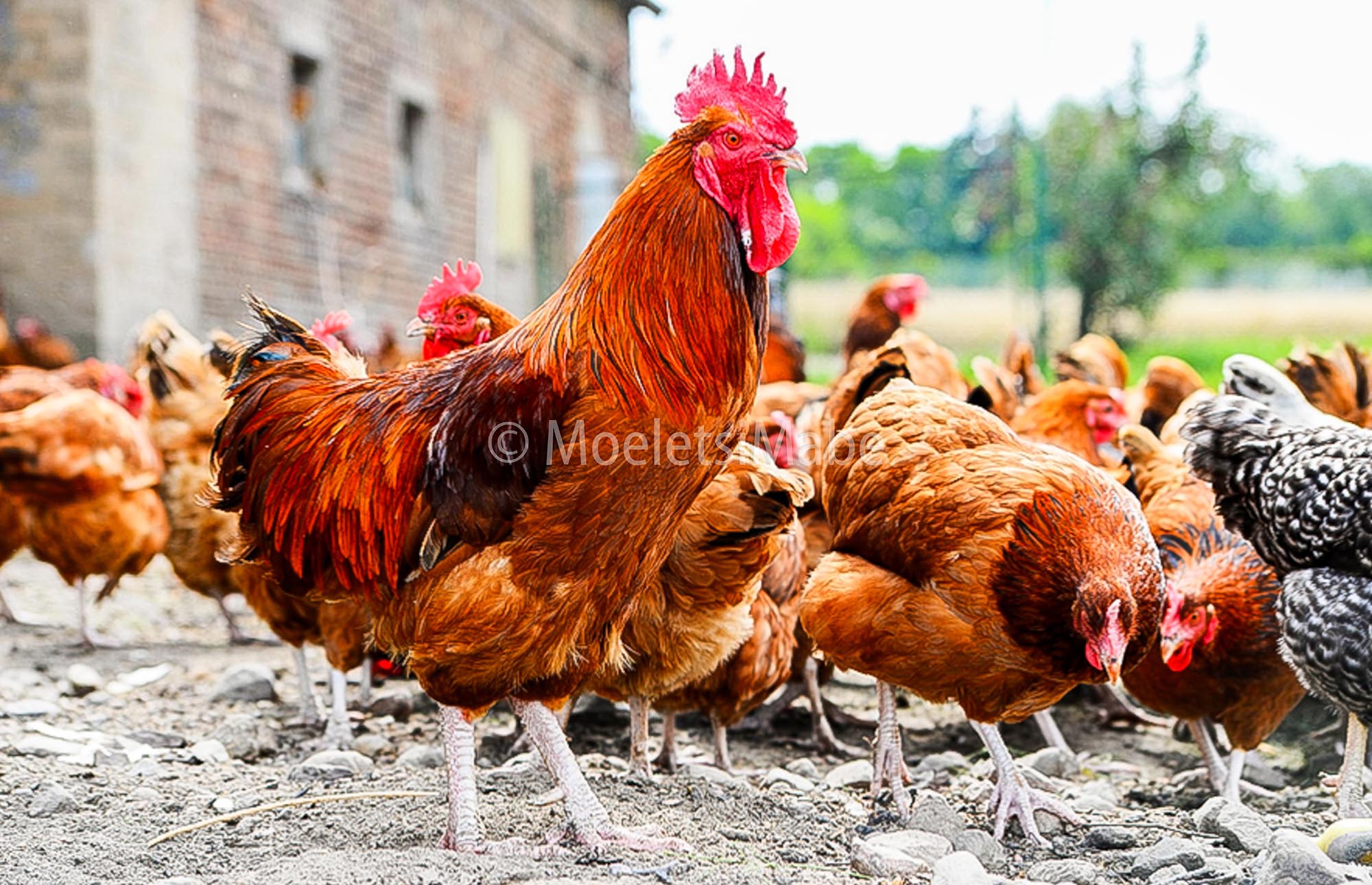 Unemployed graduate turns to poultry business to make a living — Vutivi